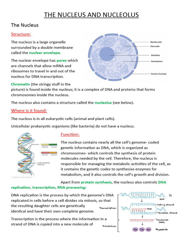 Nucleus and Nucleolus Overview | PDF | Science & Mathematics