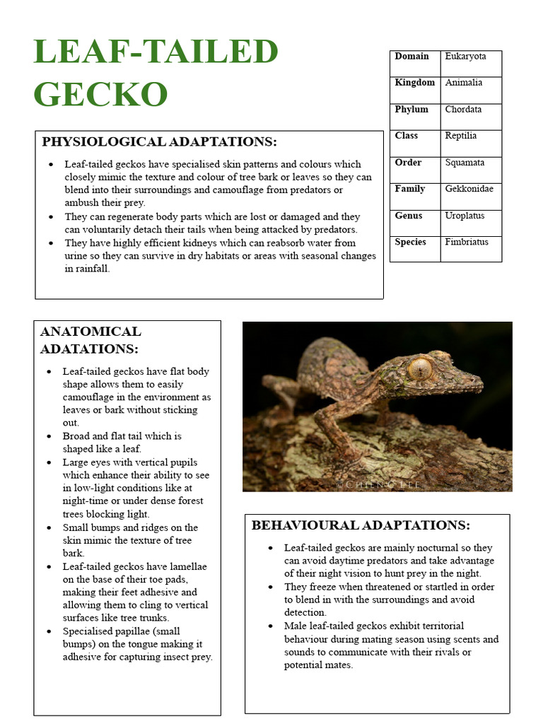 Leaf-Tailed Gecko Adaptations Explained | PDF | Predation | Camouflage