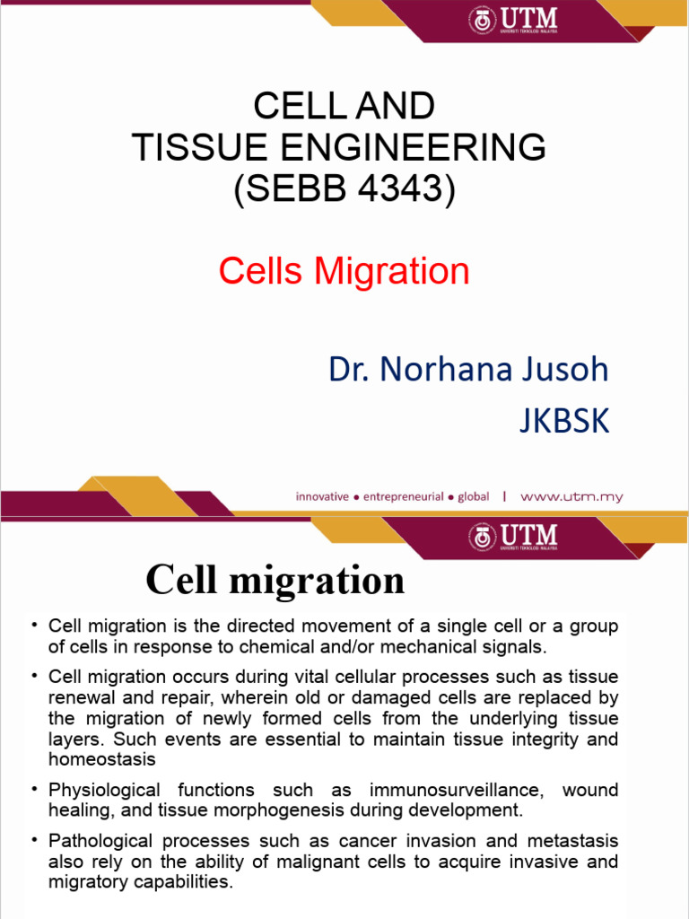 Cells Migration | PDF | Cell Migration | Life Sciences