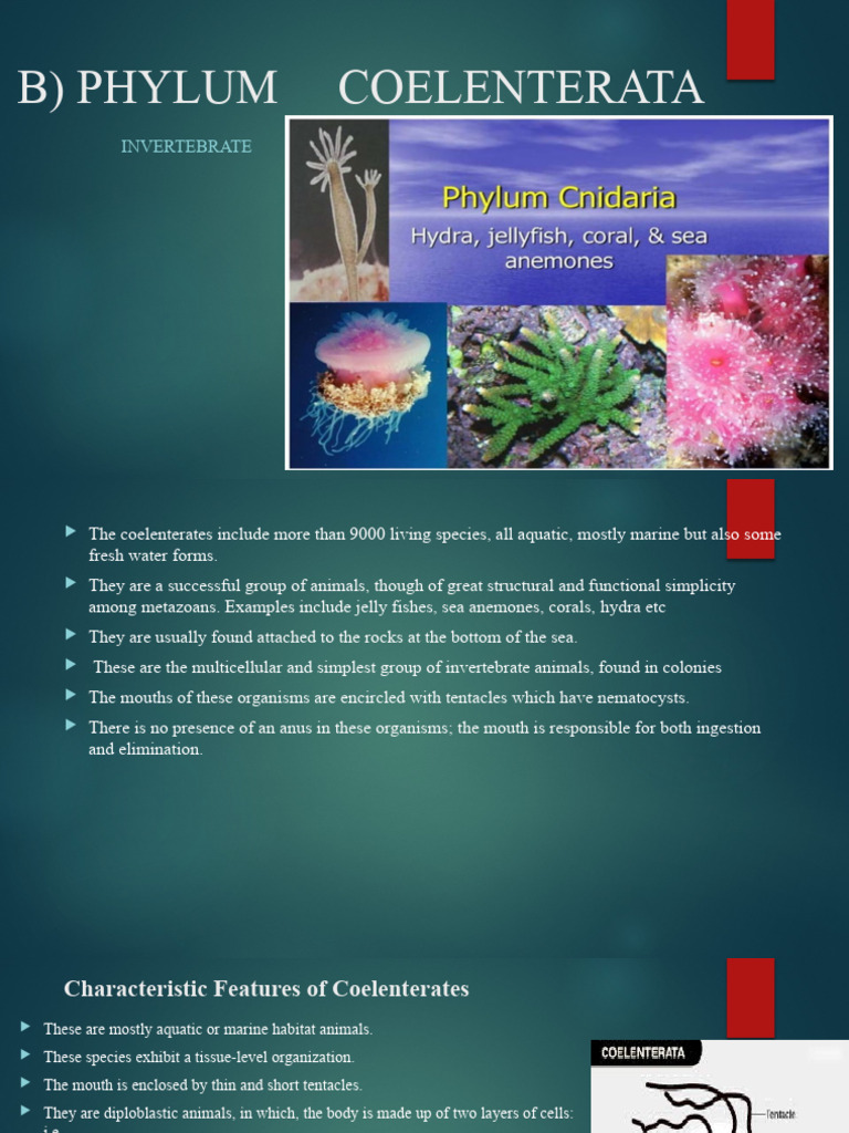 B) Phylum Coelenterata | PDF | Reproduction | Zoology