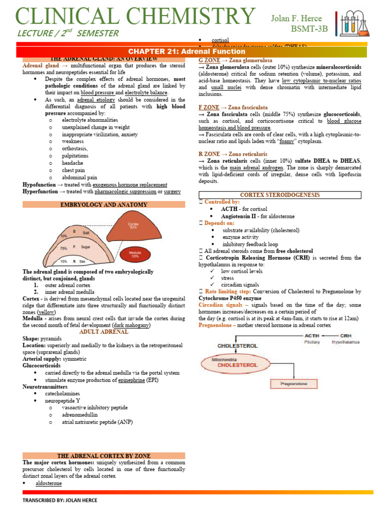 adrenal | PDF | Adrenal Gland | Angiotensin