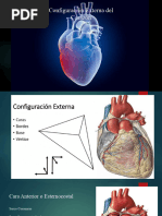 Triangulo de Farabeuf | PDF | Anatomía humana | Cabeza y cuello humanos