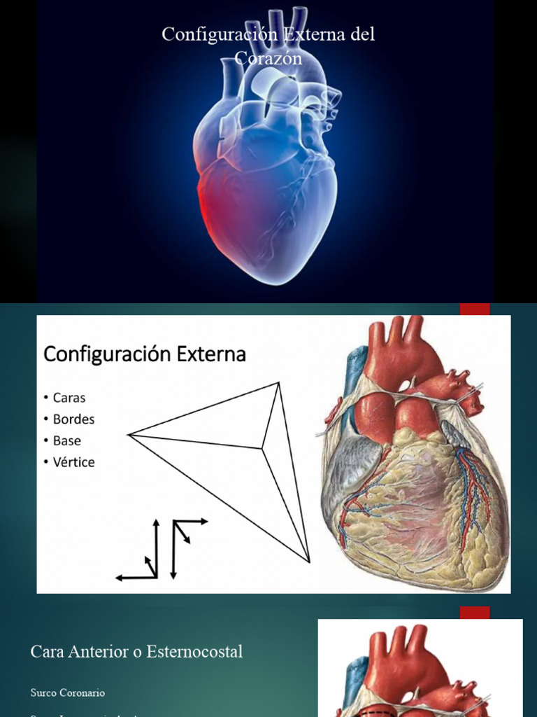 Anatomía Externa del Corazón | PDF