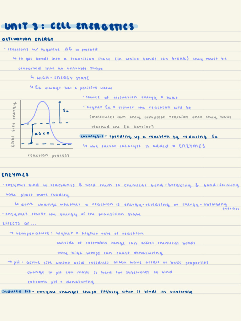 Unit 3 | PDF | Cellular Respiration | Cell Biology