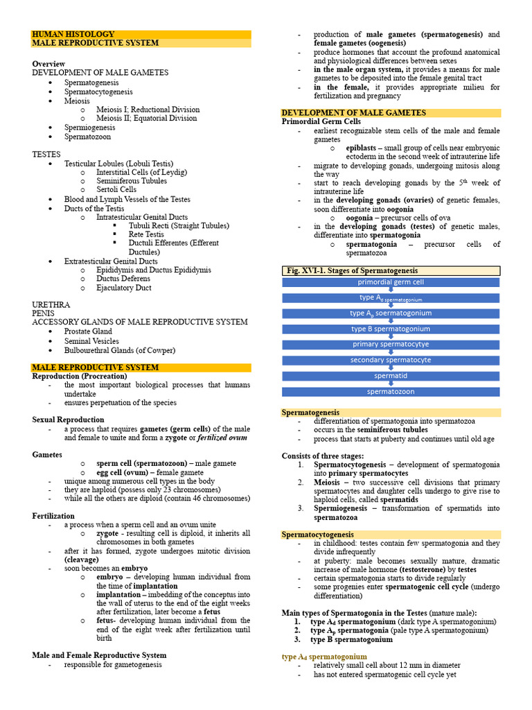 Group 1 - Male Reproductive Transes | PDF | Meiosis | Testicle