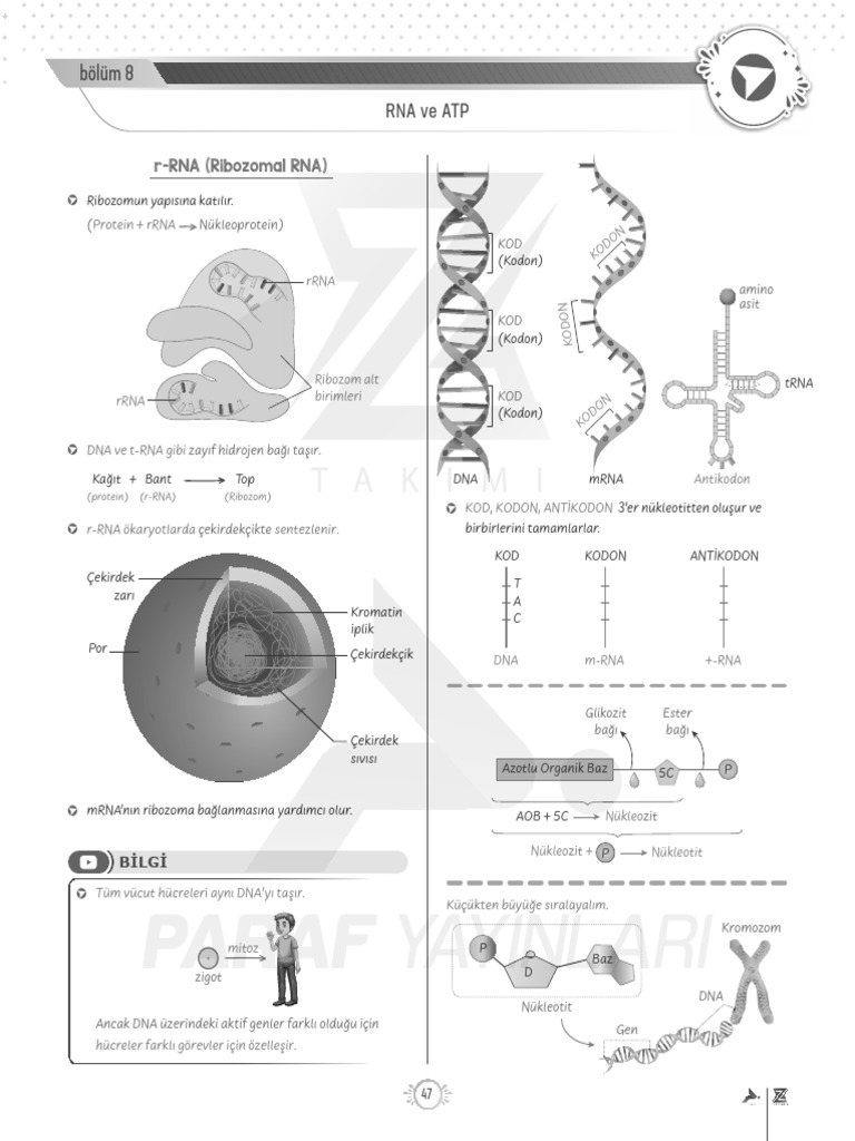 ATP Metabolizma Ve Ayıraçlar Biosem - Paraf | PDF
