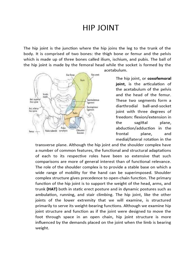 HIP JOINT 2nd Sem Final Edit | PDF | Hip | Human Leg