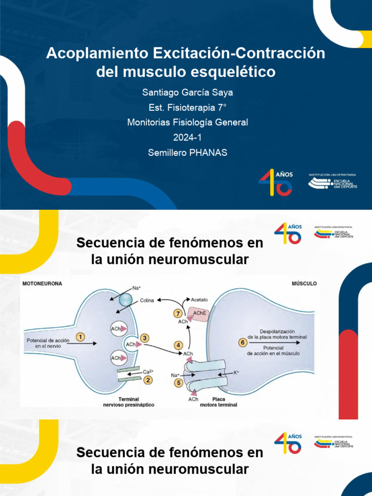 Acoplamiento Excitación-Contracción Muscular | PDF | Contracción ...