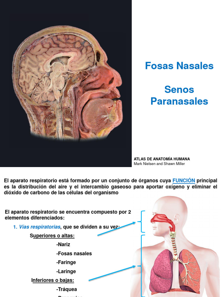 Tema 2.1. Fosas nasales y senos paranasales | PDF | Nariz humana | Rinología