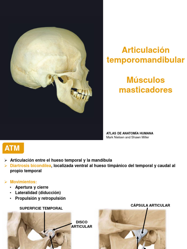 Anatomía de la ATM y Músculos Masticadores | PDF | Articulación | Anatomía
