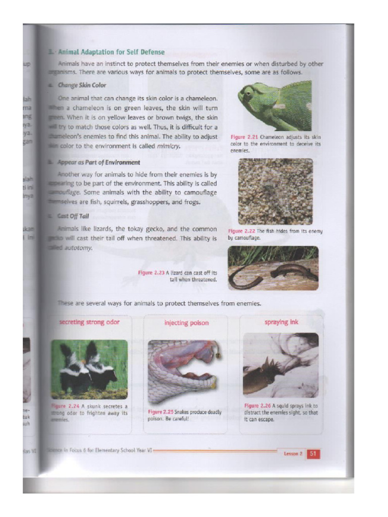 Self Defence (Animals) | PDF