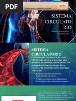Sopa de Letras de Sistema Circulatorio | PDF