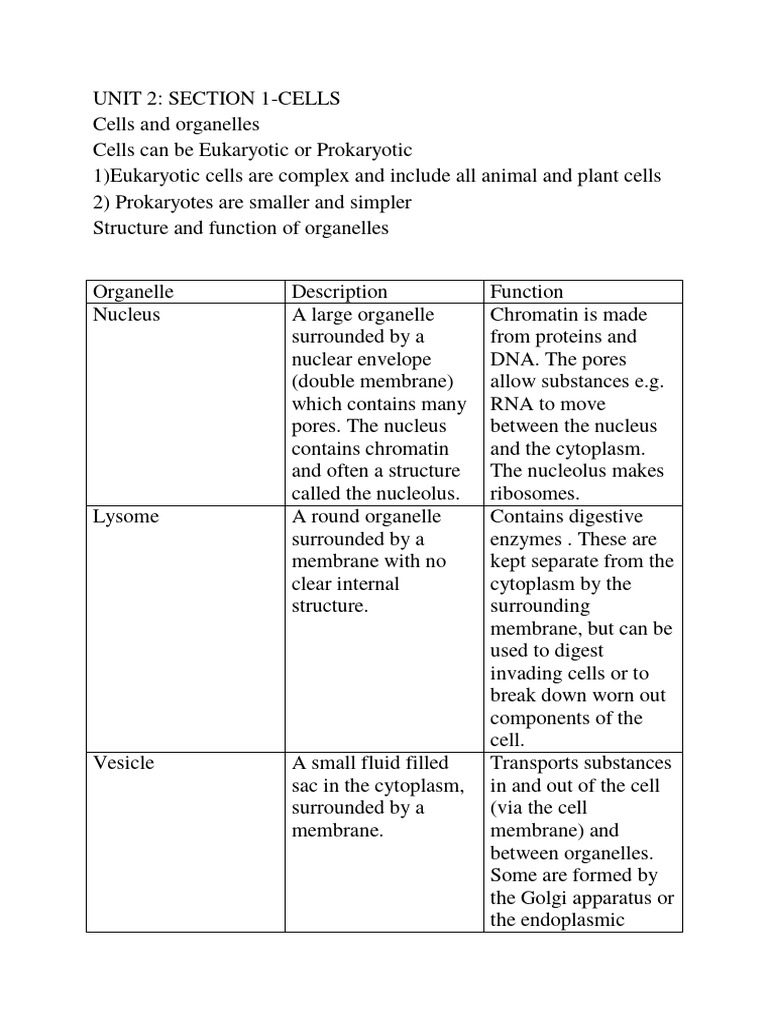 Cell Structure and Mitosis Guide | PDF | Endoplasmic Reticulum | Mitosis