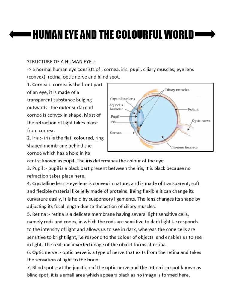 Anatomy and Function of the Human Eye | PDF | Eye | Sunset