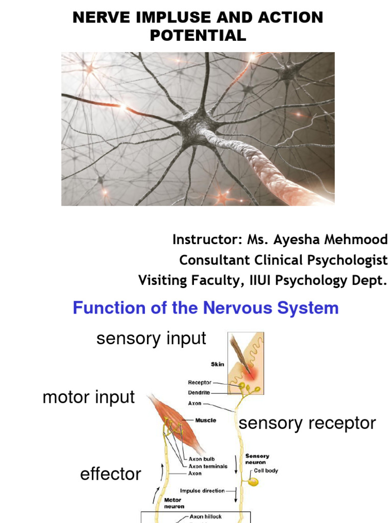 Nerve Impulse and Action potential | PDF | Neuron | Chemical Synapse