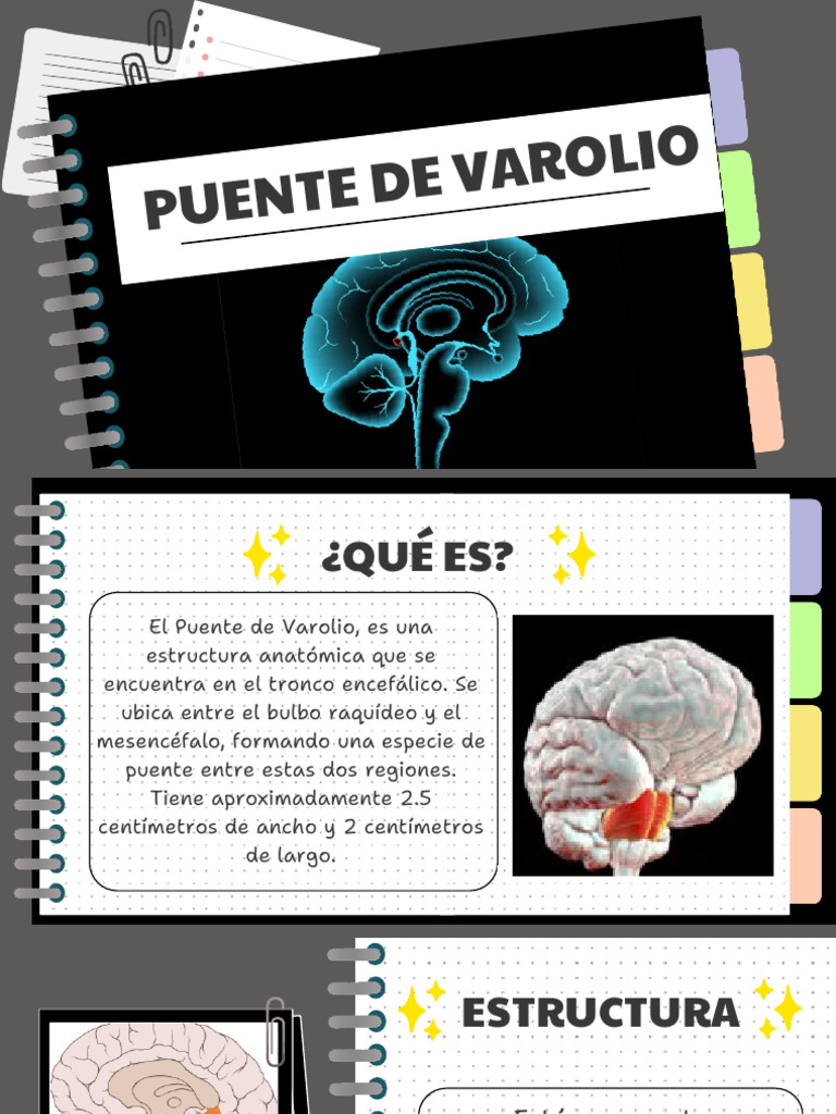 Puente de Varolio | Descargar gratis PDF | Cerebro | Neurociencia