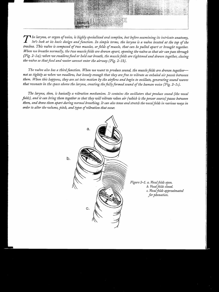 Anatomy of The Voice - Chapter 2 - Theodore Dimon | PDF | Larynx | Anatomy