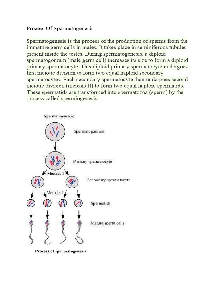 Process of Spermatogenesis, Oogenesis | PDF | Wellness