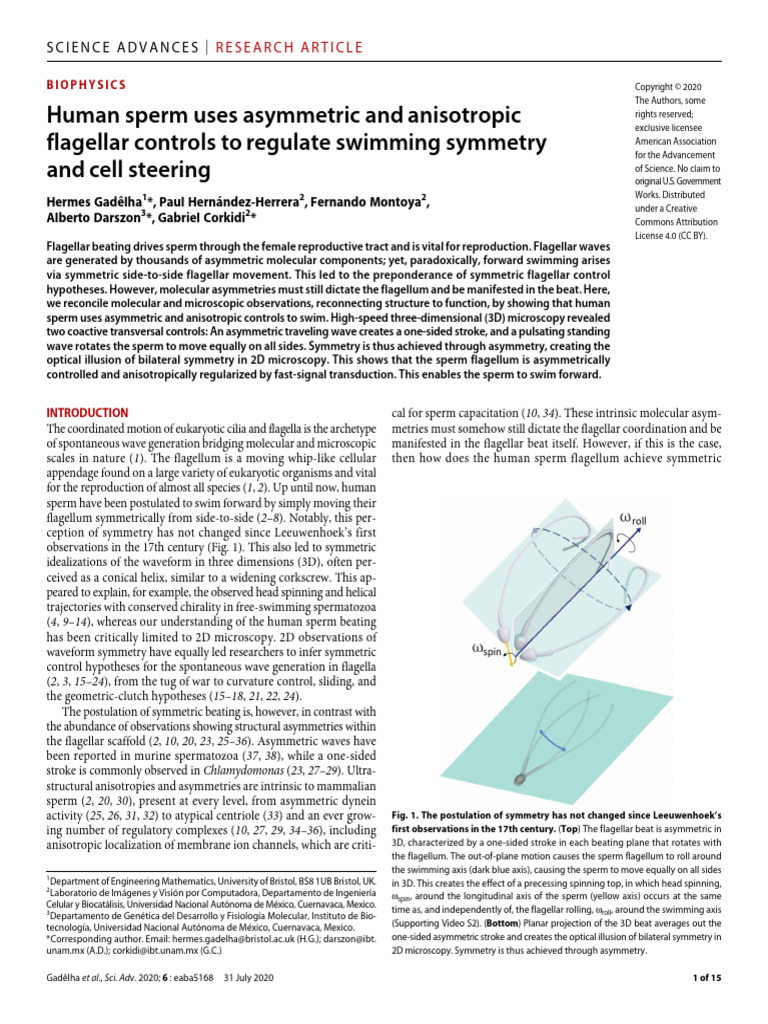 Human Sperm Uses Asymmetric and Anisotropic Flagellar Controls To Regulate Swimming Symmetry and ...