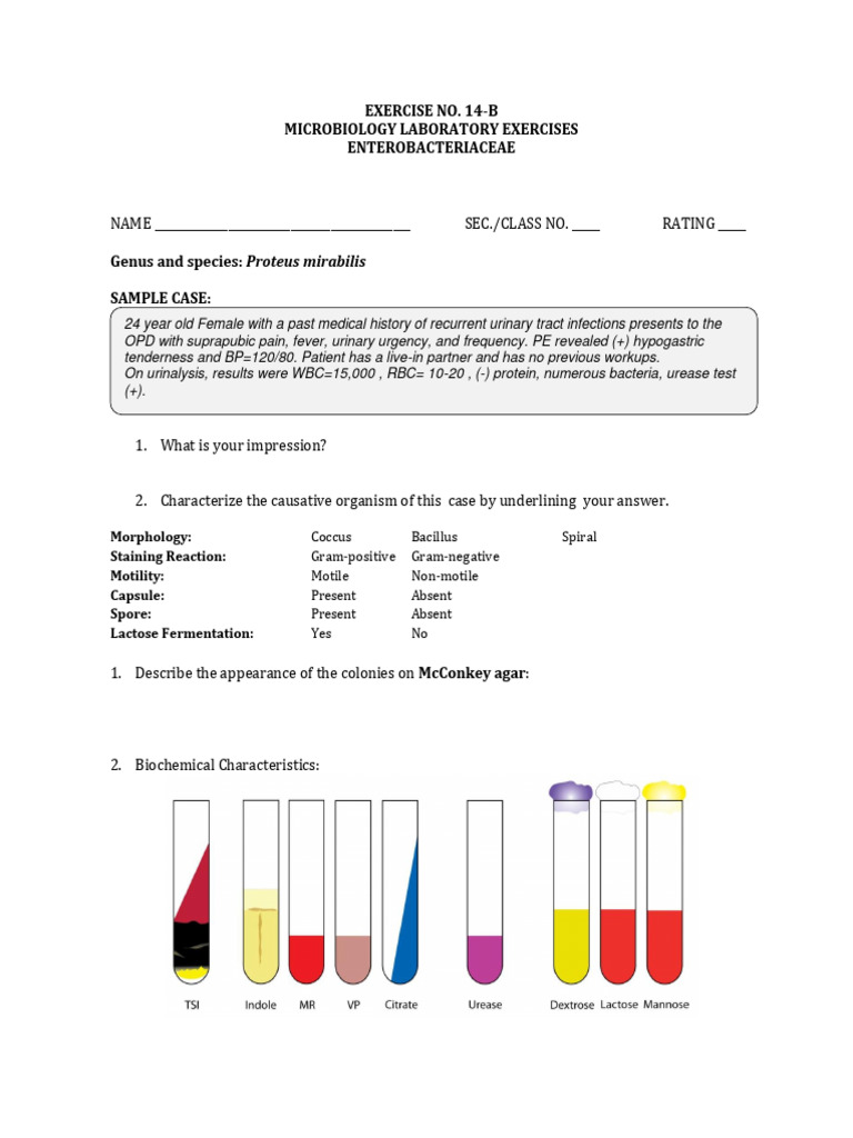 Proteus Mirabilis | PDF