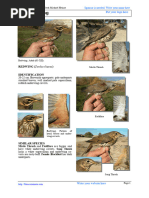 UK Gull Identification Guide | PDF | Gull | Birds