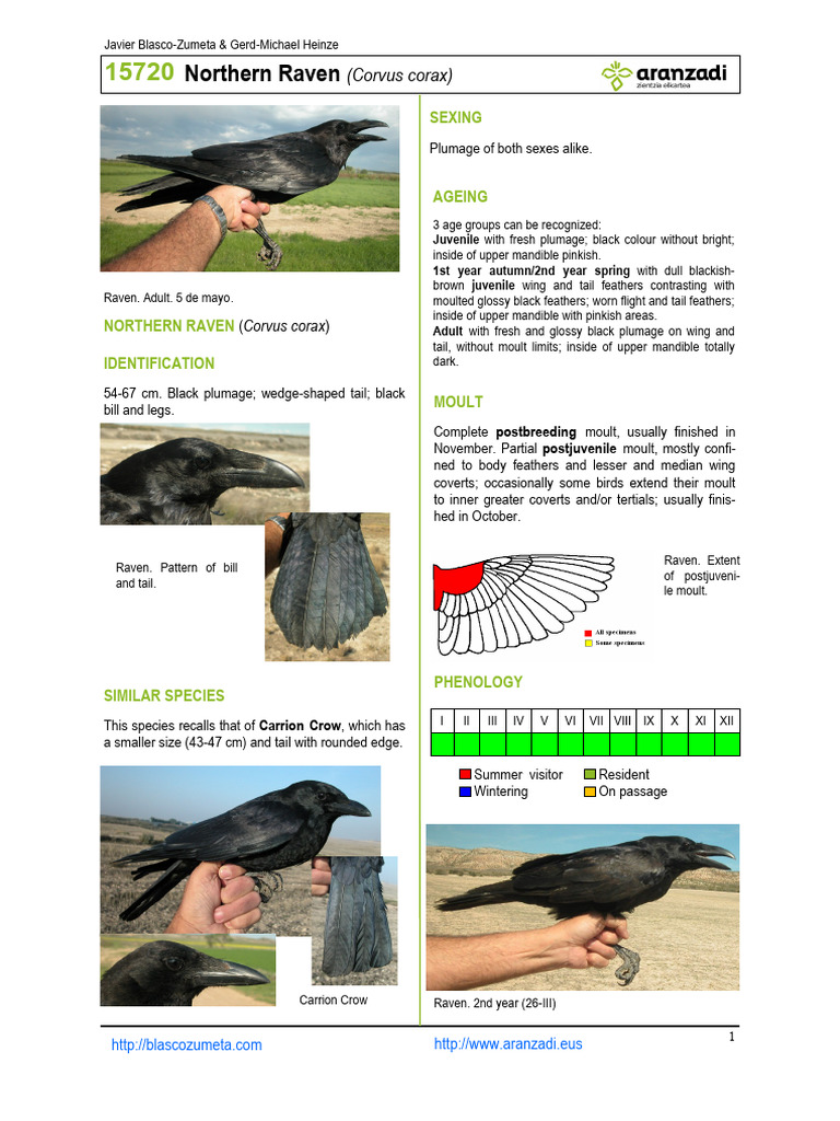 Northern Raven Identification Guide | PDF | Birds | Ornithology