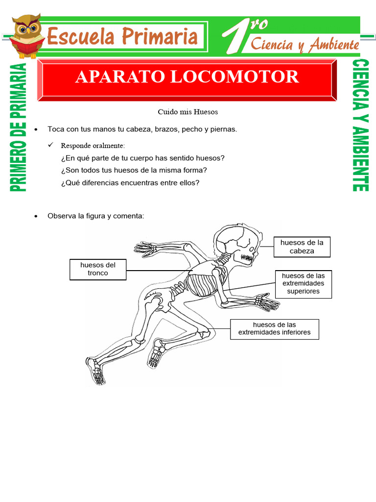 Aparato Locomotor para Primero de Primaria | PDF | Esqueleto | Hueso