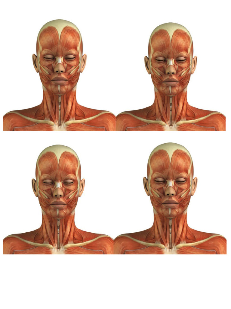 MUSCULO DA FACE | PDF