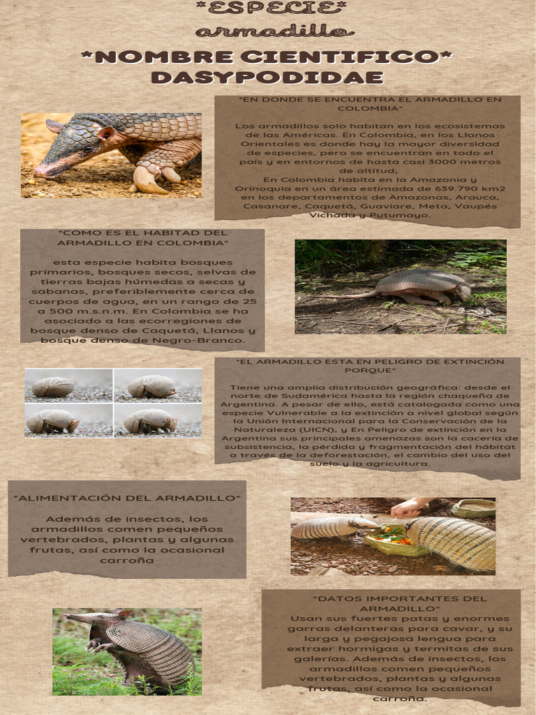 Infografía Armadillo. PF | PDF | Colombia | Especie en peligro