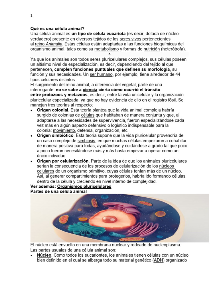 Estructura y funciones de la célula animal | PDF | Biología Celular ...