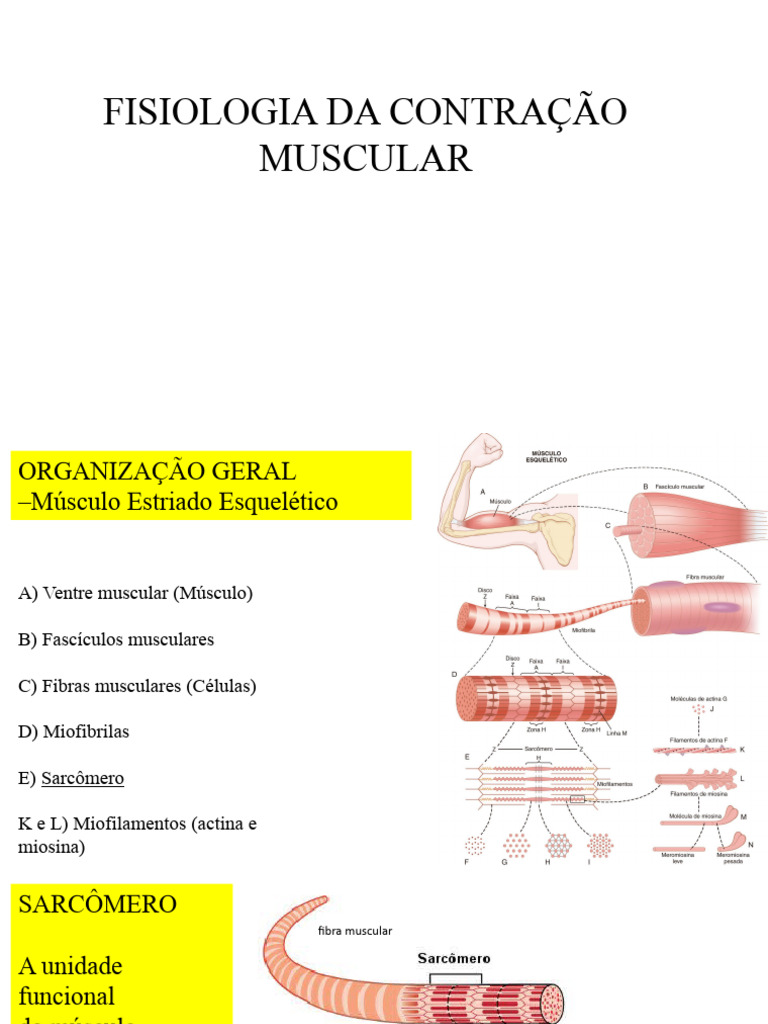 Fisiologia da Contração Muscular | PDF | Músculo | Junção neuromuscular