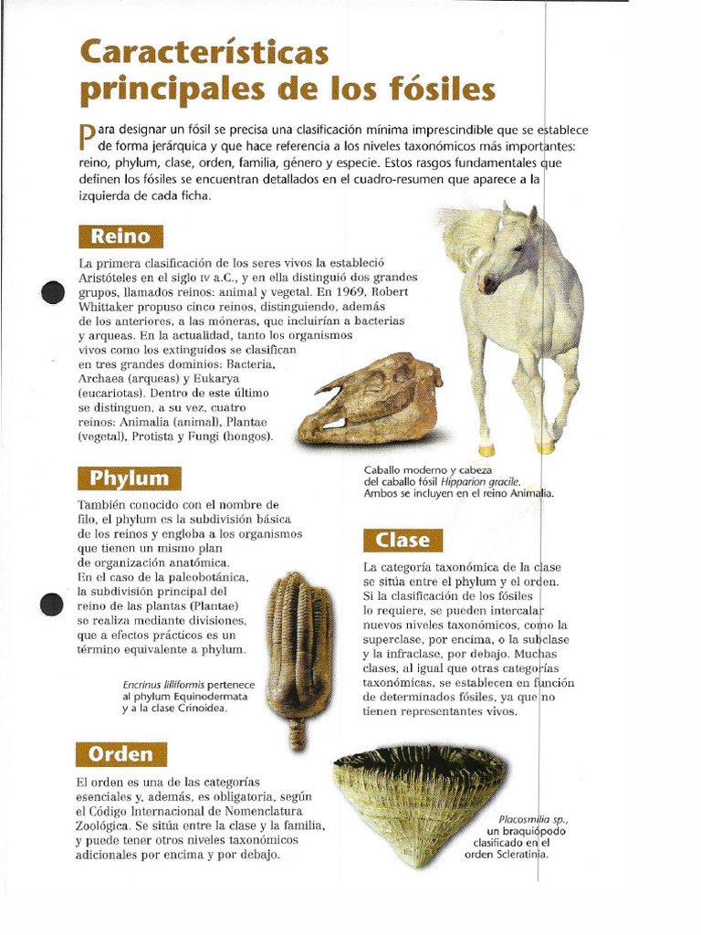 Guia de Fosiles | PDF