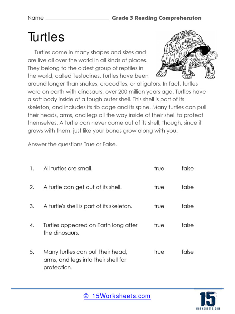 Turtles: Grade 3 Reading Comprehension | PDF