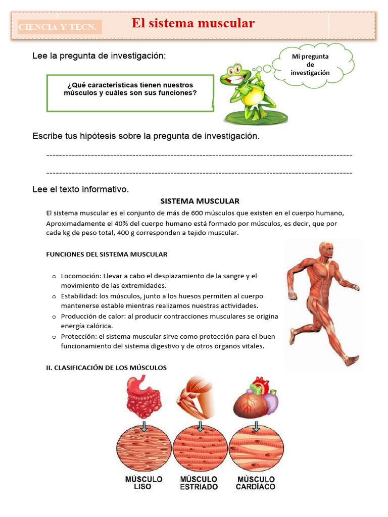 D2 A3 FICHA CT. El Sistema Muscular | PDF | Músculo | Órgano (anatomía)