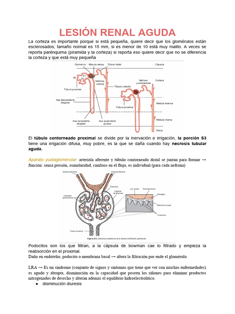 Diagnóstico Y Manejo De Lesión Renal Aguda Pdf Riñón Enfermedades