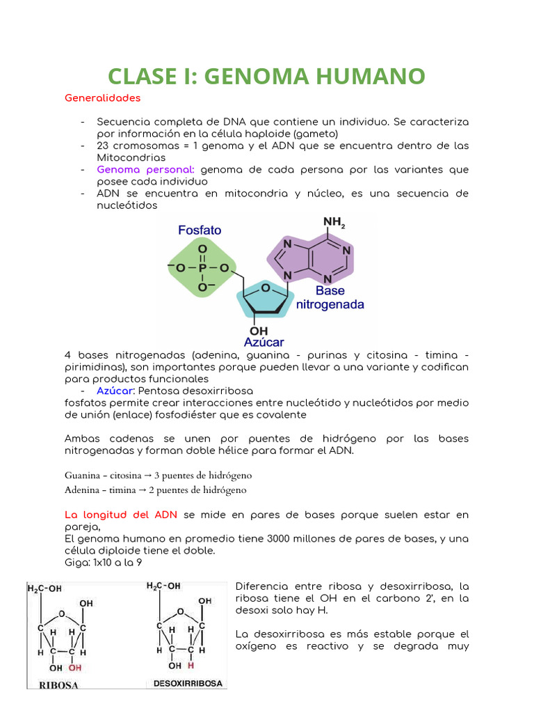 Estructura y Función del Genoma Humano | PDF | Adn | Gene