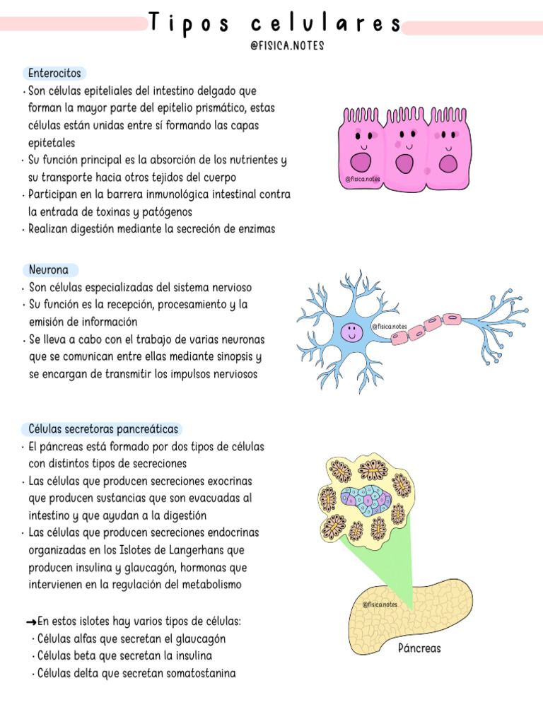 Tipos Celulares | PDF | Páncreas | Digestión