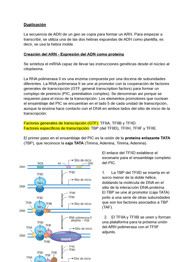 Transcripción y Procesamiento de ARN | PDF | Rna Splicing | Messenger Rna