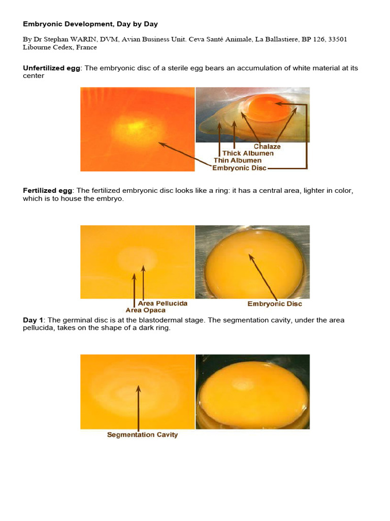 Chick Development Day by Day | PDF | Yolk