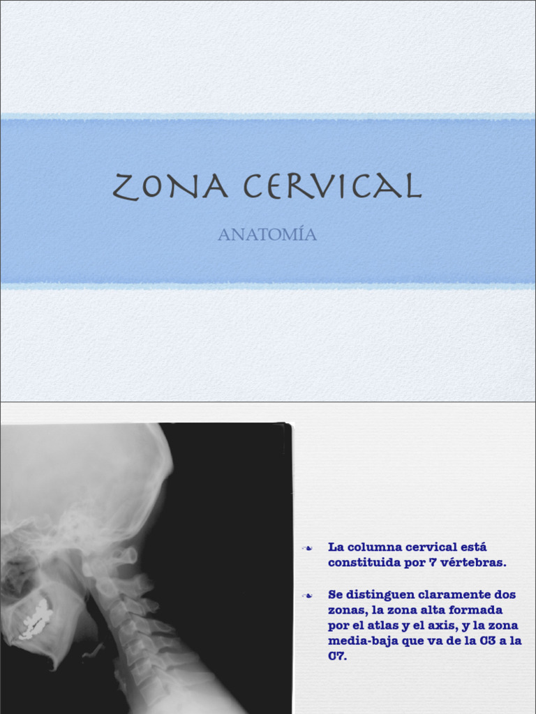 Cervical | PDF | Vértebra | Sistema musculoesquelético
