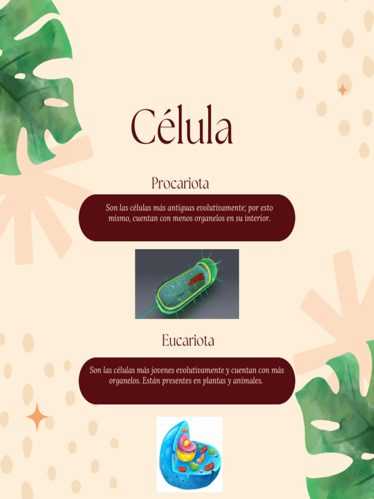 Presentación Practica | PDF