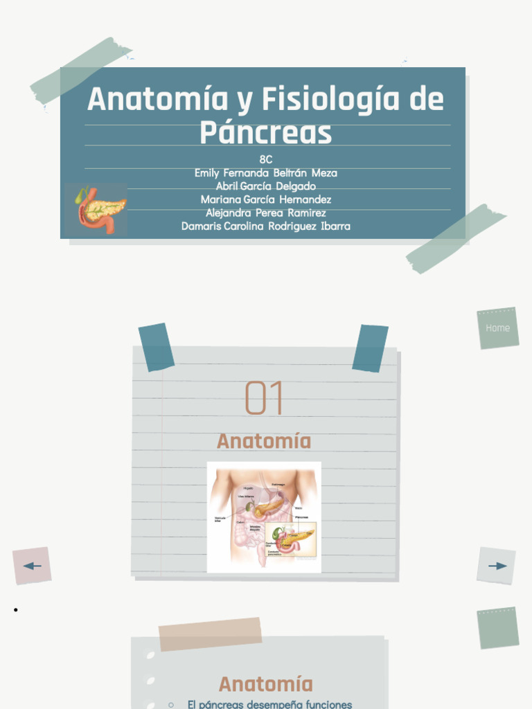 Anatomía y Fisiología del Páncreas | PDF | Páncreas | Anatomía
