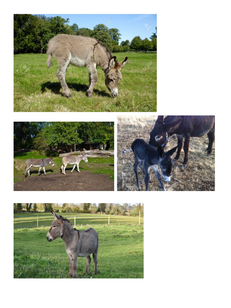 Imagenes Burros | PDF