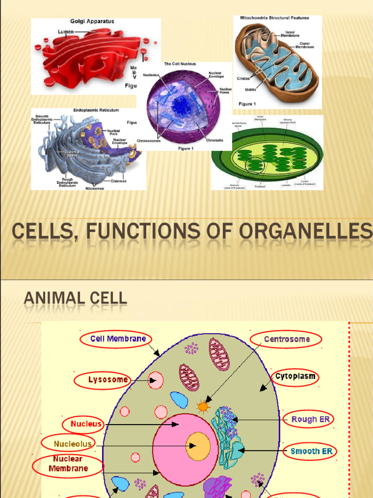 Cells Functions of Organelles | Download Free PDF | Cell (Biology ...