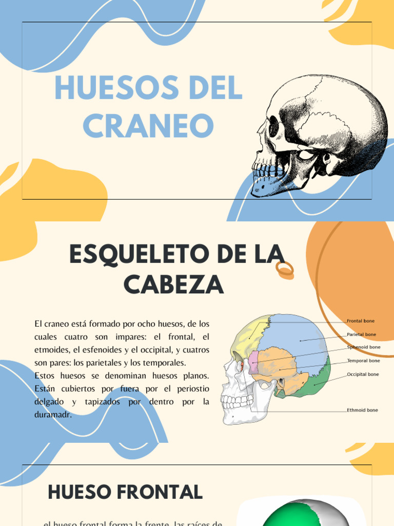 Huesos Del Craneo | PDF | Cráneo | Anatomía