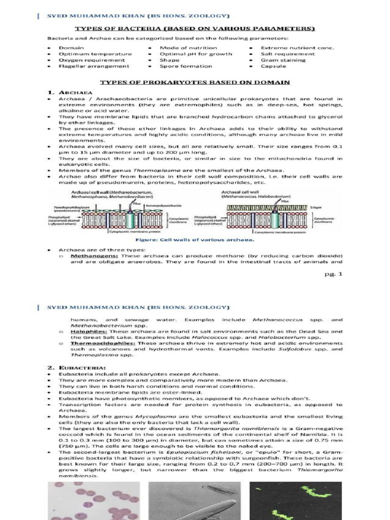 Types of Bacteria | PDF