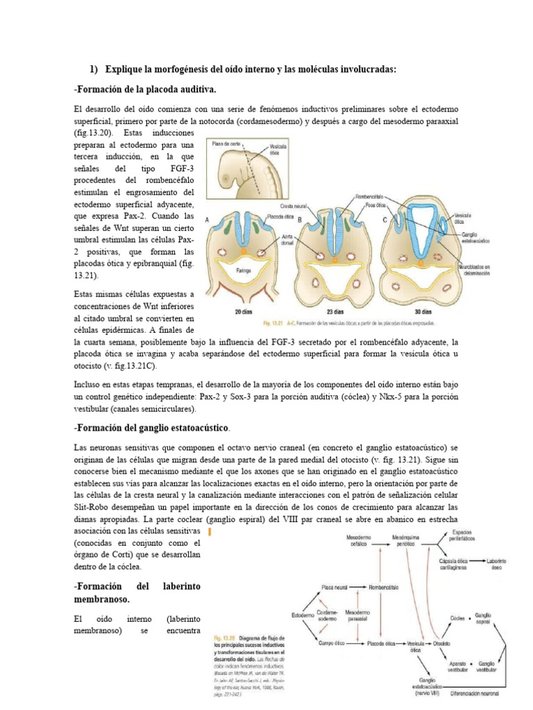 Guía de Embriología Del Ojo | PDF | Oído | Cabeza y cuello humanos