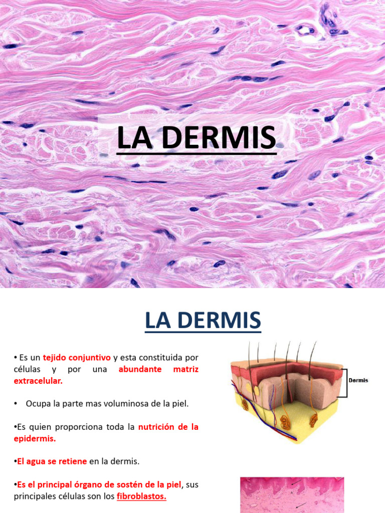 La Dermis 1 | PDF | La matriz extracelular | Tejido conectivo