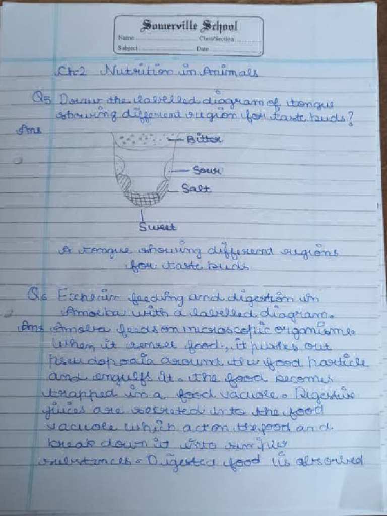 Class 7 Animal Nutrition Notes | PDF