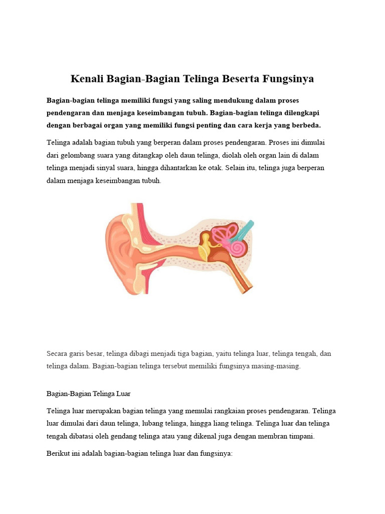 Anatomi Telinga dan Fungsinya | PDF